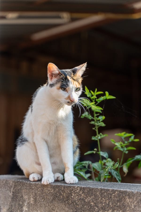 Catnip Effects On Cats Why Do Cats Get Stoned On Catnip
