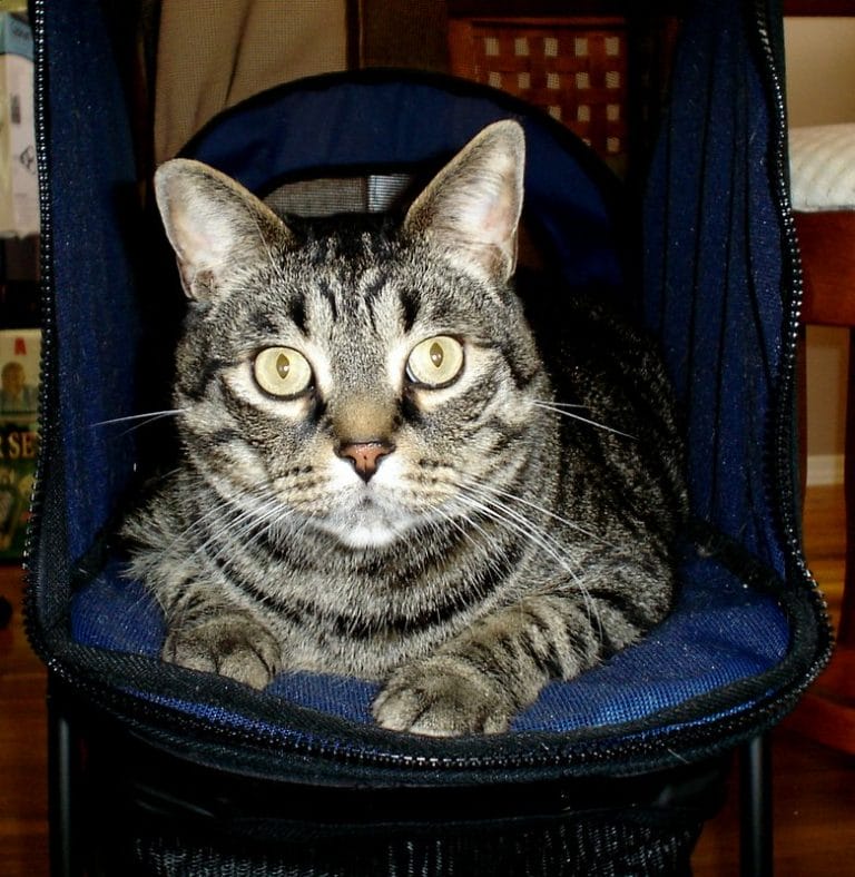 The Honest Truth: Do Cats Like Cat Strollers
