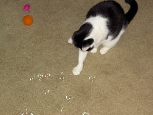 DIY Tips: Step by Step on How To Make a Catnip Bubble