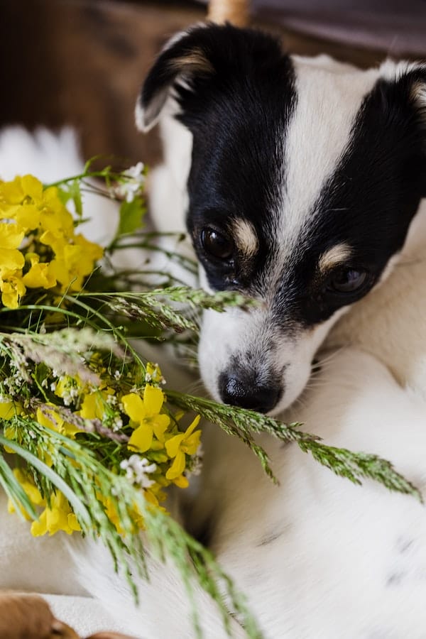 Does Catnip Work on Dogs? Potential Risks To Know
