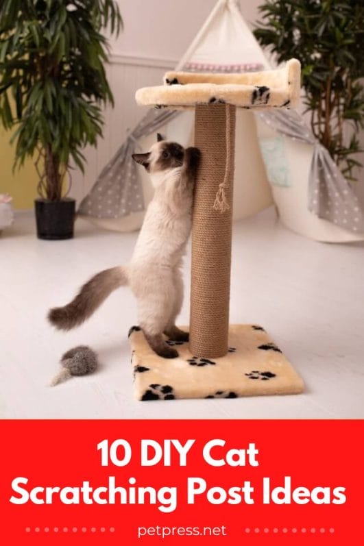10 DIY Cat Scratching Post Ideas To Keep Your Cat Entertained
