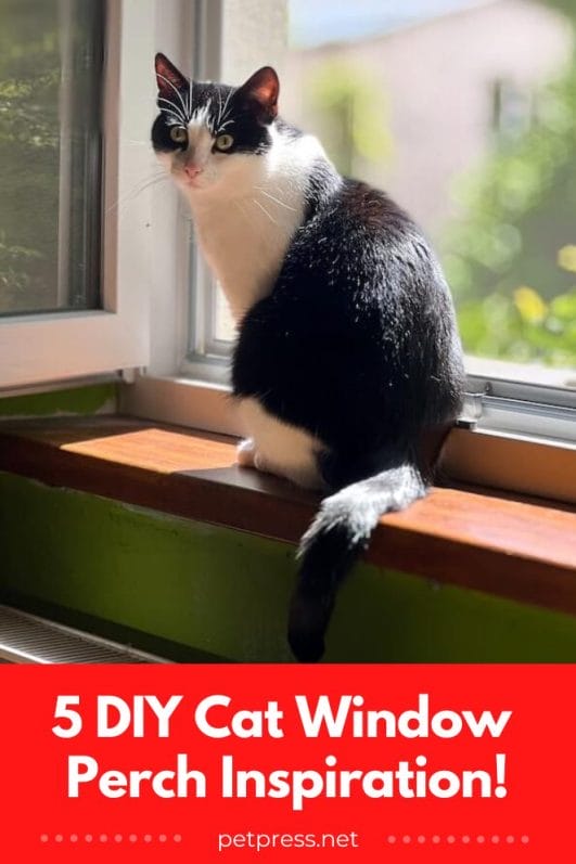 Purr-fect View: 5 DIY Cat Window Perches To Enjoy the Outdoors!
