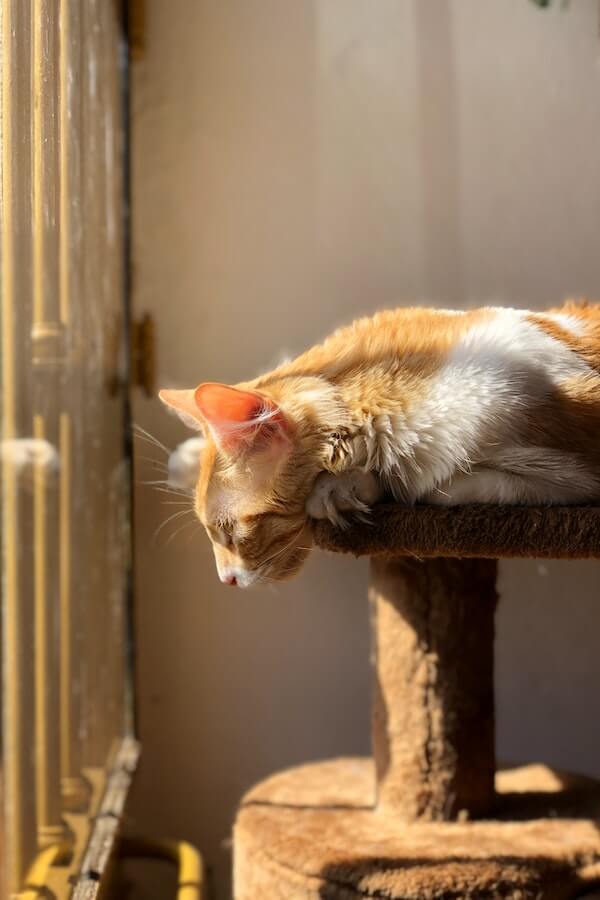 Purr-fect View: 5 DIY Cat Window Perches To Enjoy the Outdoors!