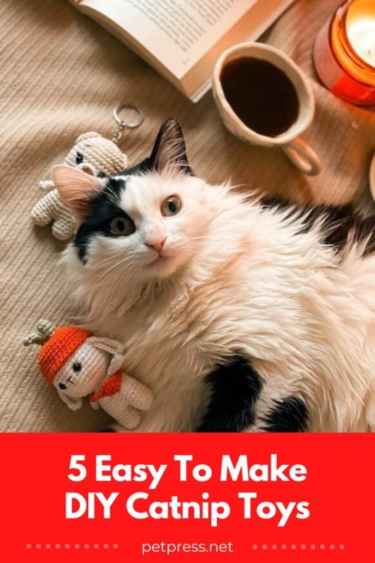 5 Easy DIY Catnip Toys Your Cats Will Love!