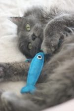 5 Easy DIY Catnip Toys Your Cats Will Love!