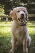 Complete Guides: 9 Tips on How to Train a Golden Retriever Puppy
