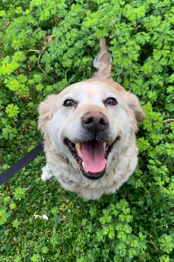 How to House Train an Adult Dog: A Guide For Dog Owners