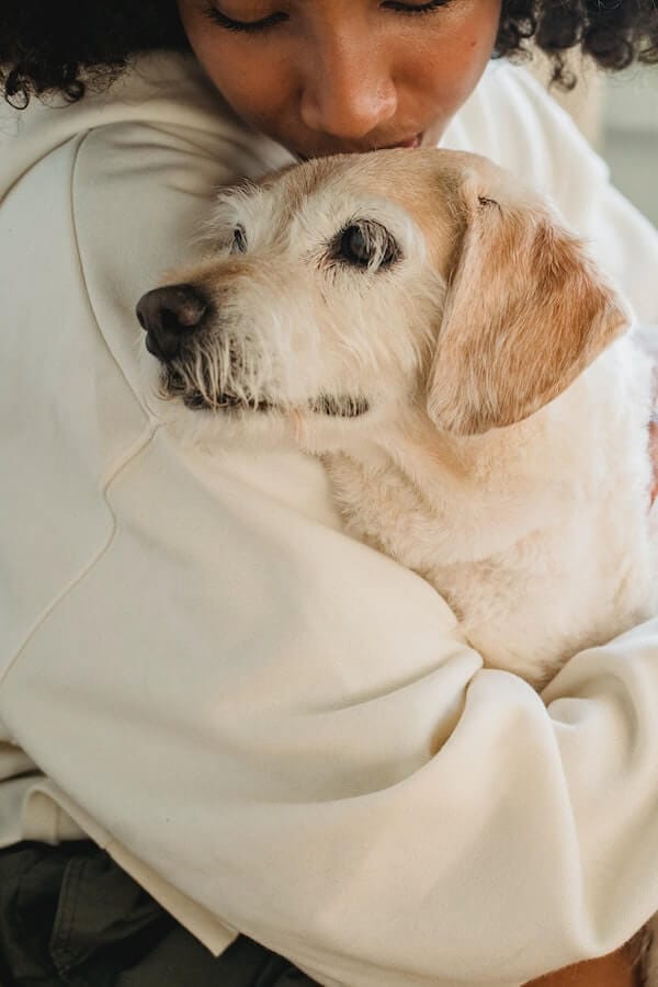 How to House Train an Adult Dog: A Guide For Dog Owners