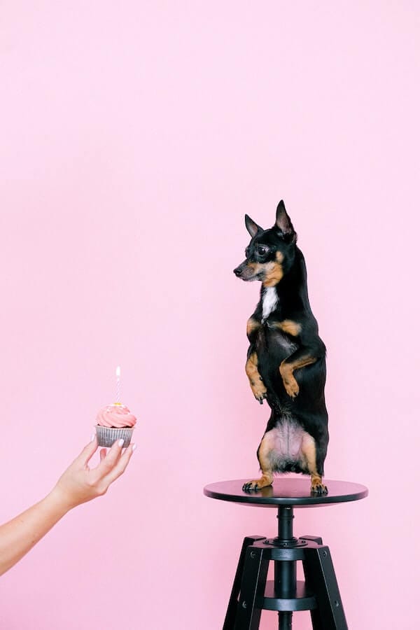 How to Train a Chihuahua: A Step-By-Step Guide