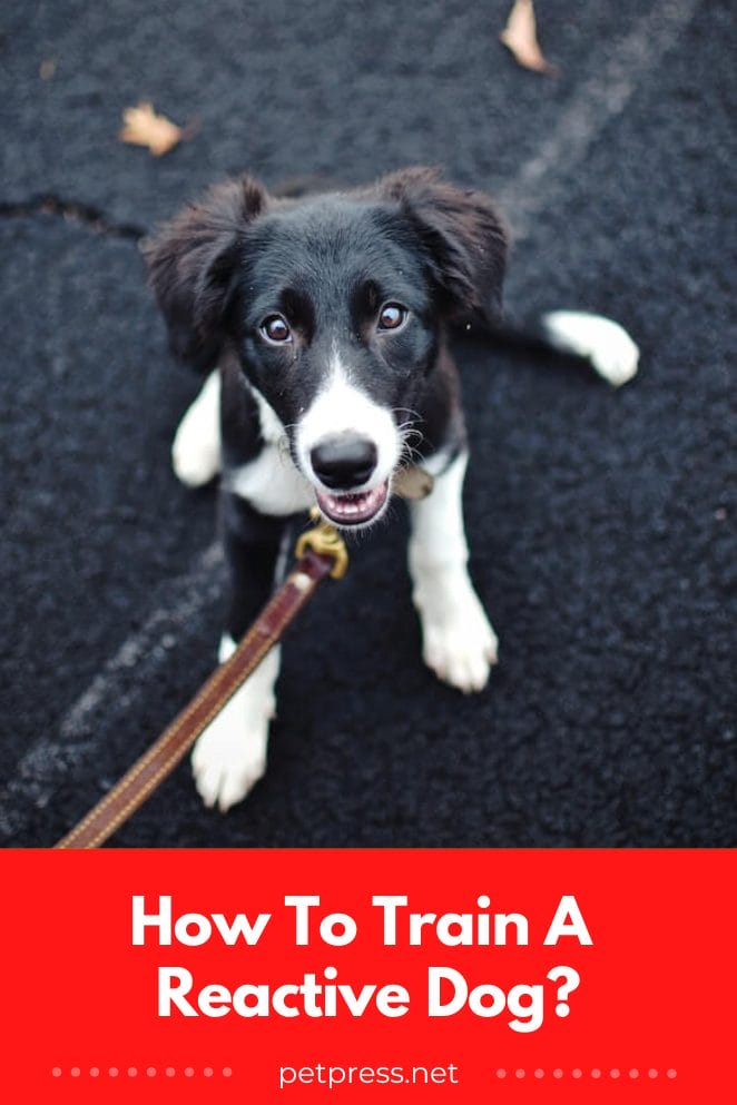 How to Train a Reactive Dog in Five Effective Ways