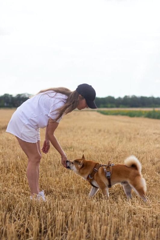 How to Train a Reactive Dog in Five Effective Ways