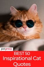 50 Inspirational Cat Quotes to Celebrate the Purr-fect Feline
