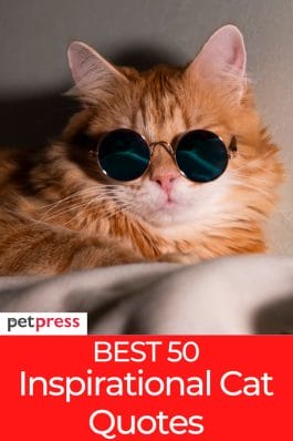 50 Inspirational Cat Quotes to Celebrate the Purr-fect Feline