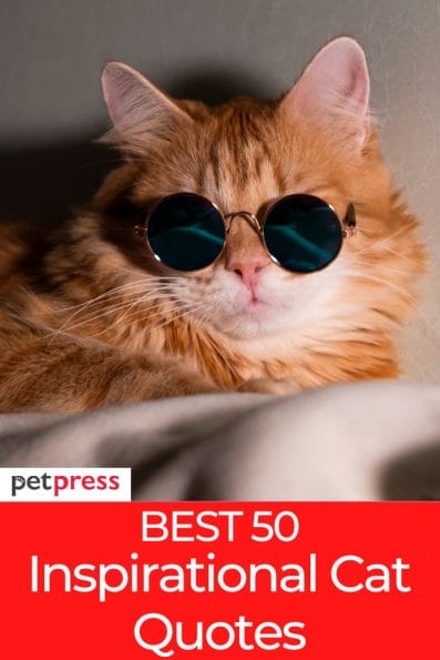 50 Inspirational Cat Quotes to Celebrate the Purr-fect Feline