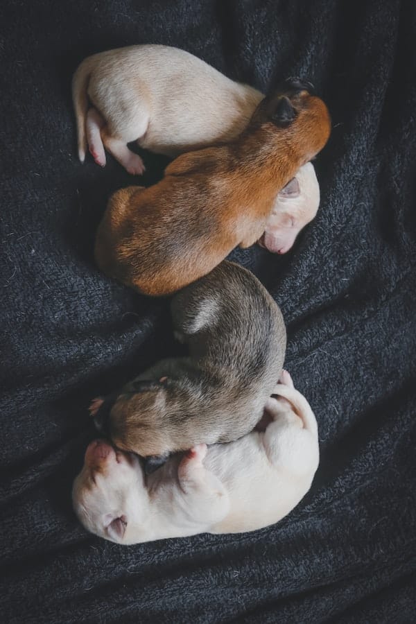 6 Tips Activities on How To Celebrate National Pet Week
