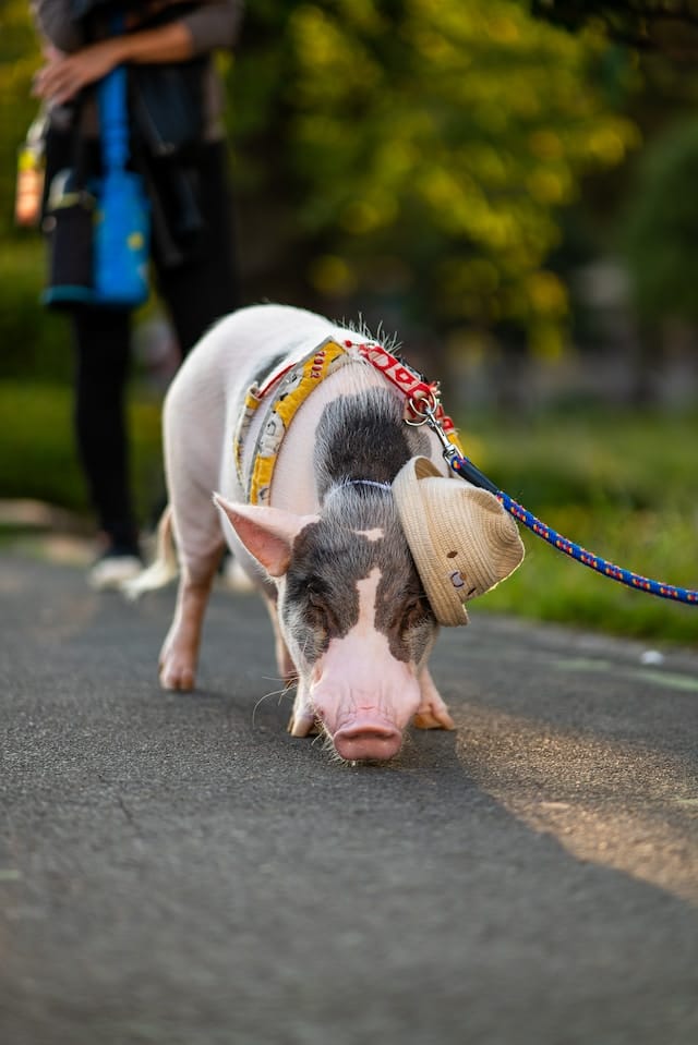 14 Pros And Cons Of Mini Pigs - PetPress