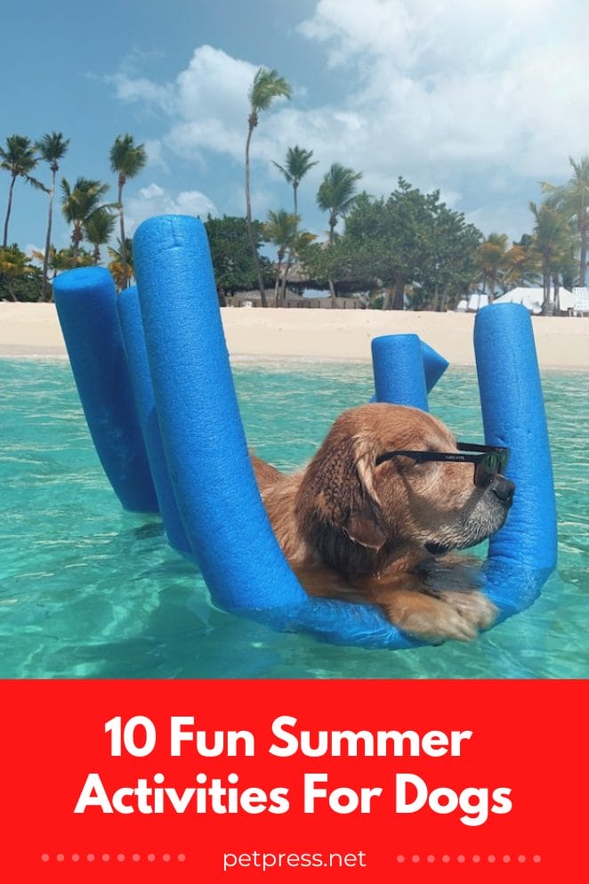 10 Fun Summer Activities for Dogs You'll Want to Try Now!