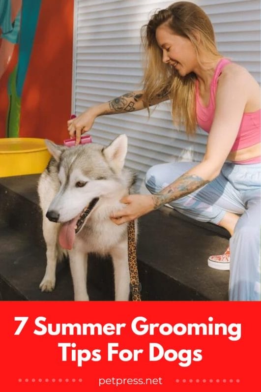 7 Summer Grooming Tips For Dogs To Make Them Cool & Fresh