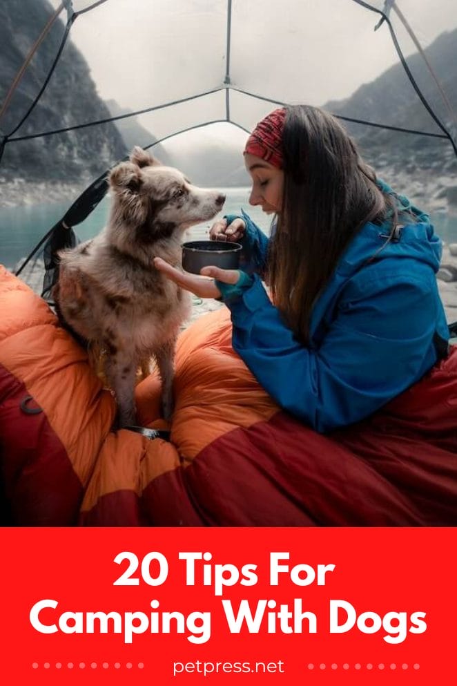 Camping 101 For Dog Owners: 20 Tips for a Paw-Some Trip!