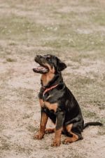 Essential Tips & Tricks: How to Train a Rottweiler Puppy