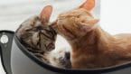 500 Fancy Cat Names that are Posh and Elegant