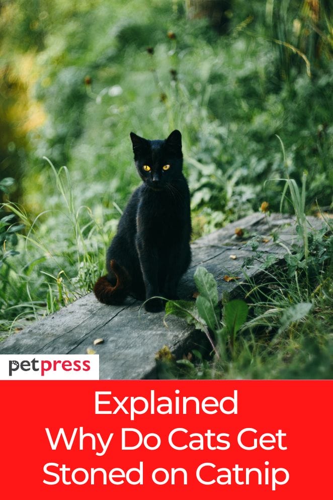 Catnip Effects on Cats: Why Do Cats Get Stoned on Catnip?