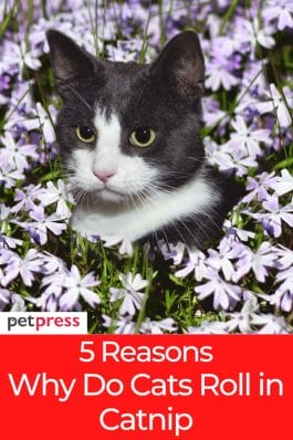 Safety Tips and Benefits: 5 Reasons Why Do Cats Roll in Catnip