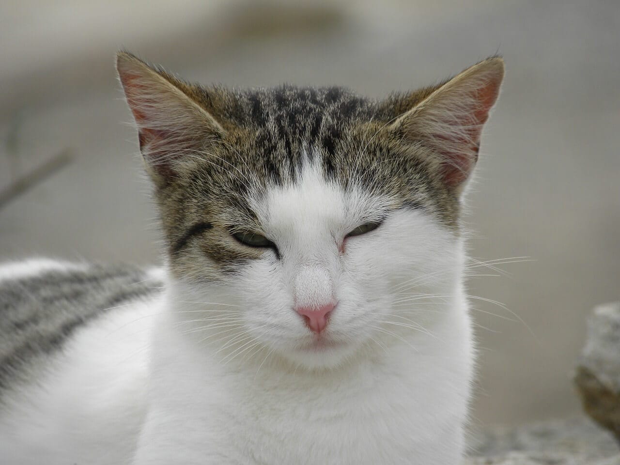 Why Do Cats Wink: Understanding The Feline Language