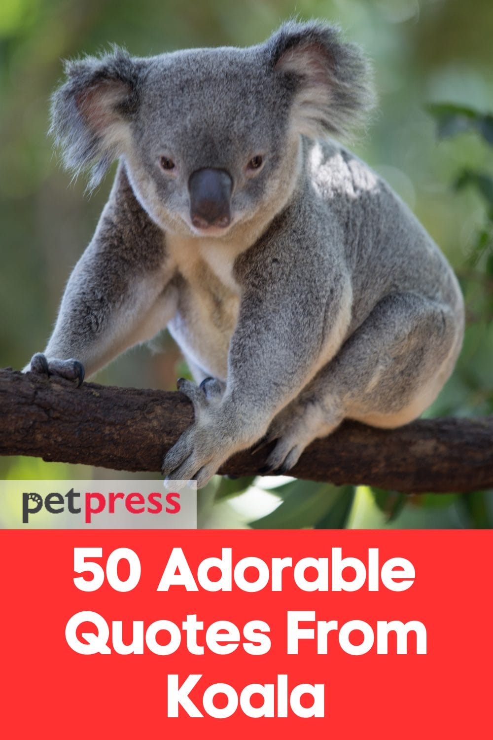 50 Adorable Koala Quotes When You Are Feeling Down - PetPress