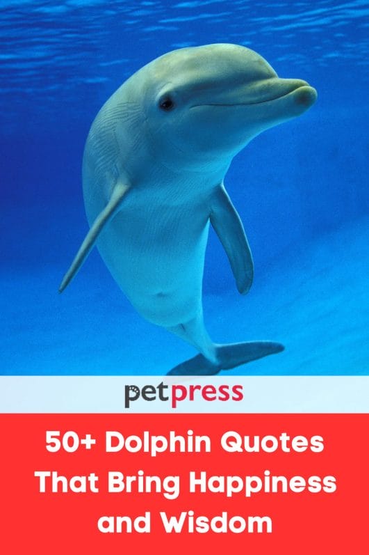 50+ Dolphin Quotes That Bring Happiness and Wisdom - PetPress
