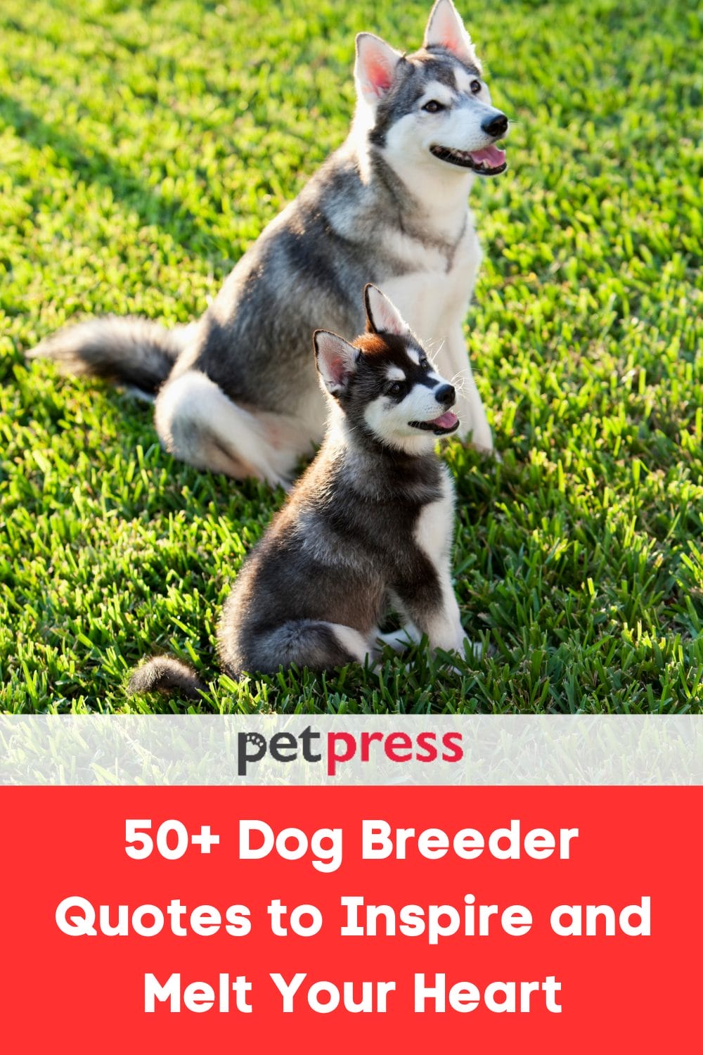 50+ Dog Breeder Quotes to Inspire and Melt Your Heart - PetPress