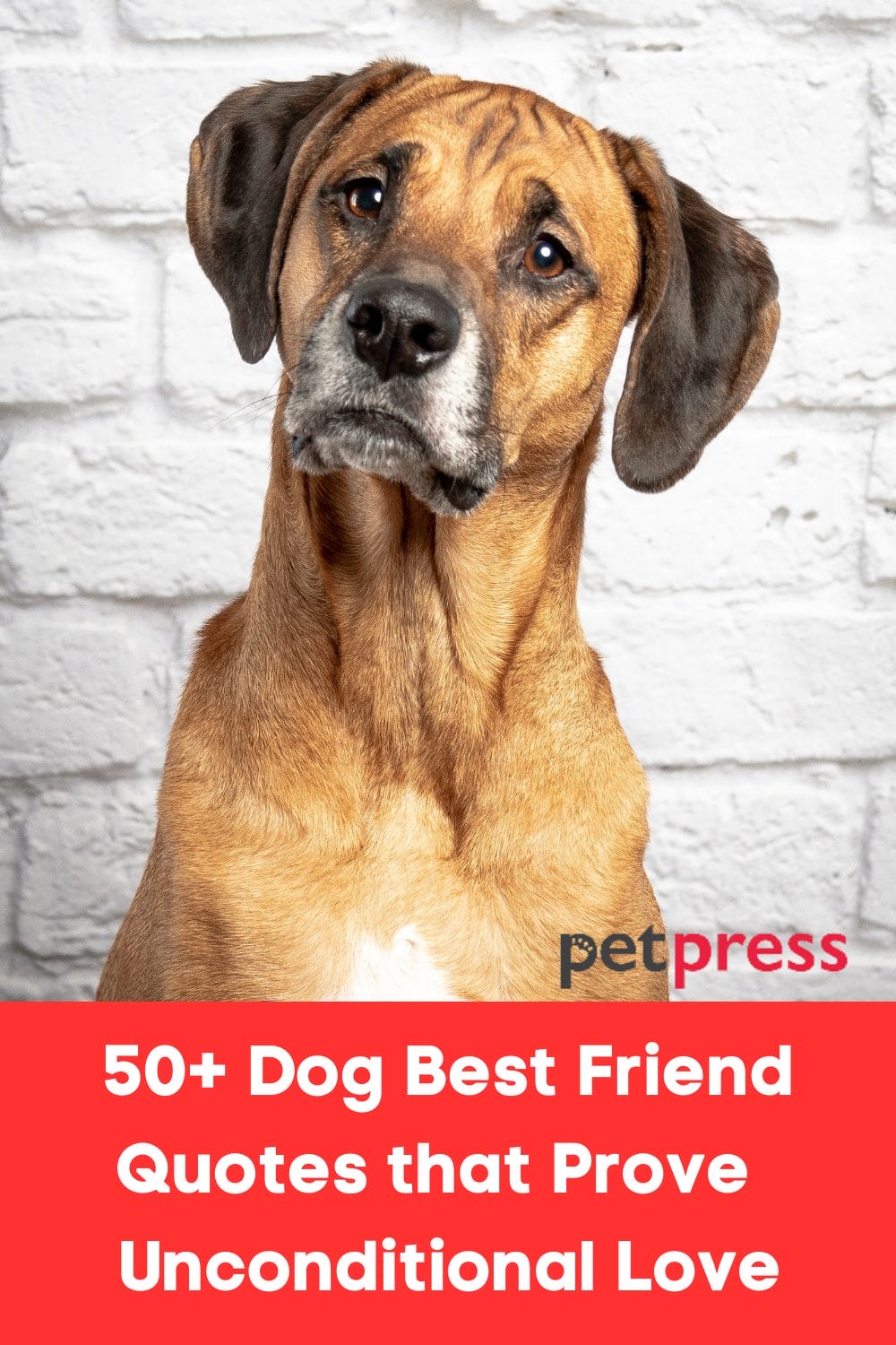 50+ Dog Best Friend Quotes that Prove Unconditional Love