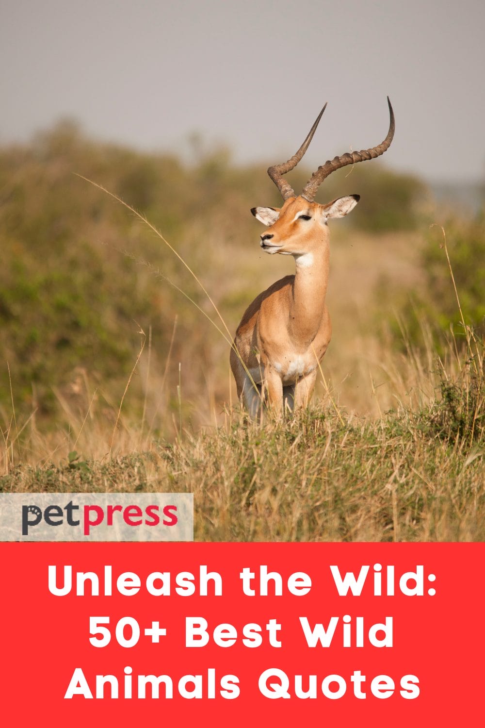 Unleash the Wild: 50+ Best Wild Animals Quotes - PetPress