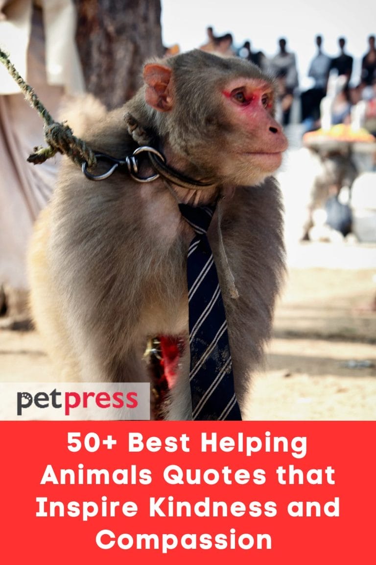 50+ Best Helping Animals Quotes that Inspire Kindness and Compassion