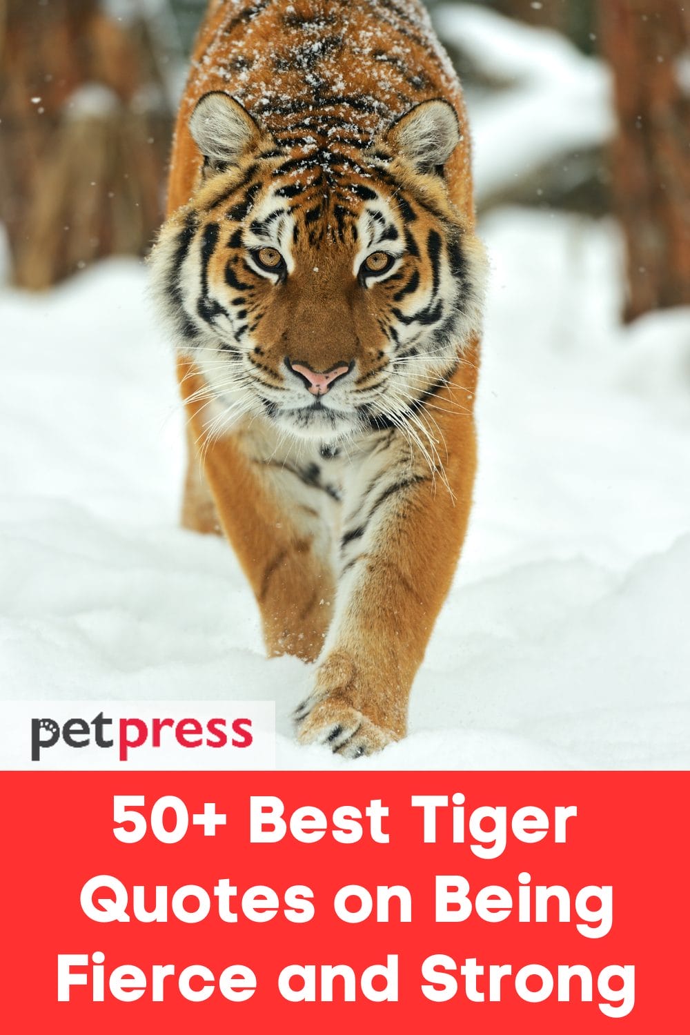 50+ Best Tiger Quotes on Being Fierce and Strong - PetPress