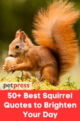 50 Best Squirrel Quotes to Brighten Your Day - PetPress