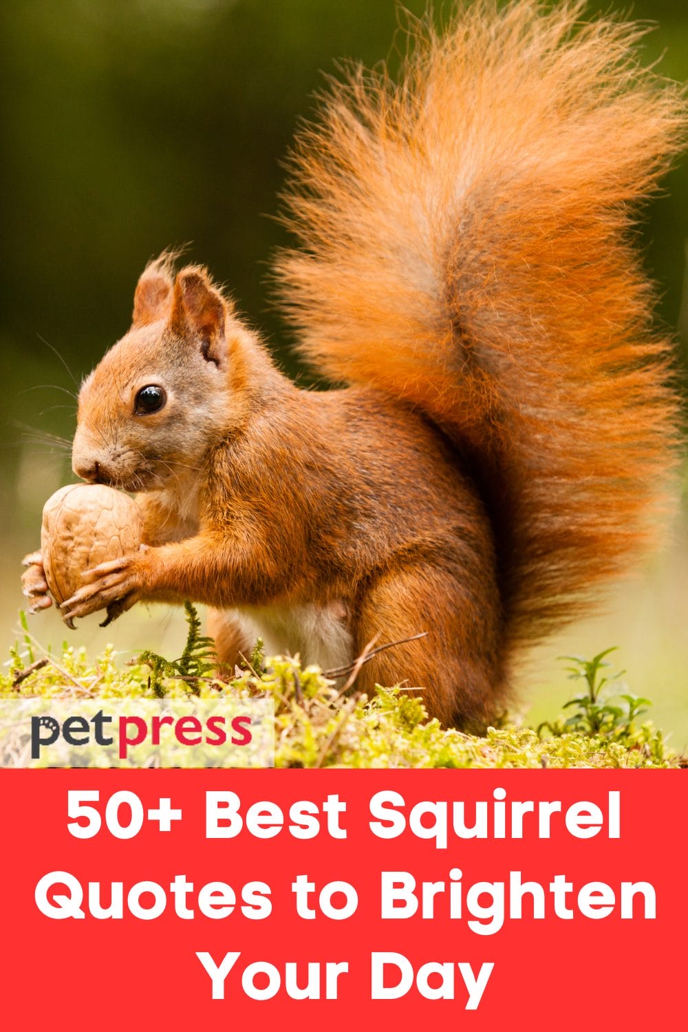 50 Best Squirrel Quotes to Brighten Your Day - PetPress
