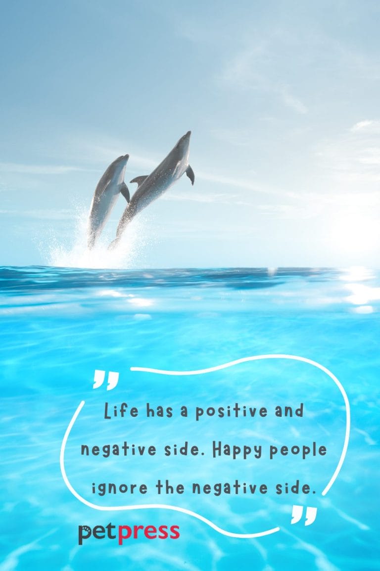 50+ Dolphin Quotes That Bring Happiness and Wisdom - PetPress