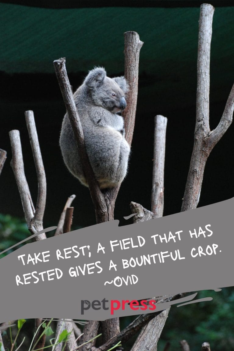 50 Adorable Koala Quotes When You Are Feeling Down - PetPress