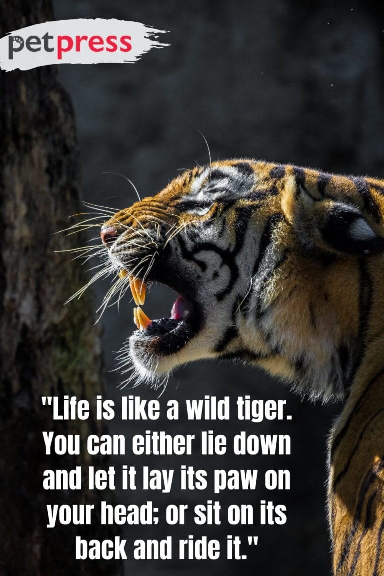 50+ Best Tiger Quotes on Being Fierce and Strong - PetPress