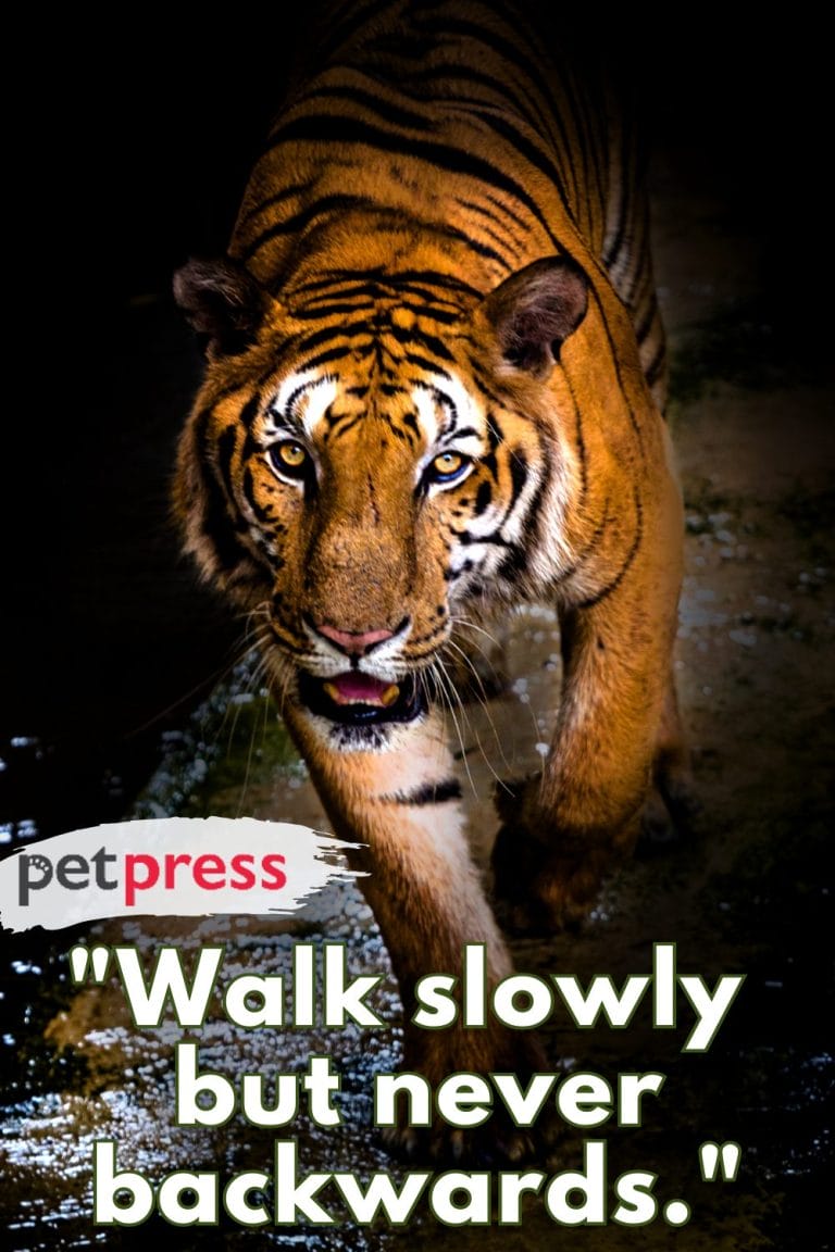 50+ Best Tiger Quotes on Being Fierce and Strong - PetPress
