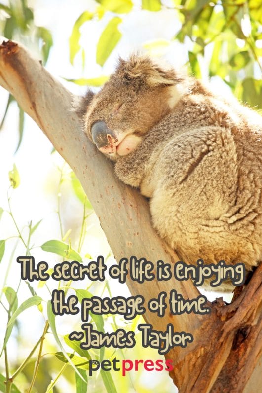 50 Adorable Koala Quotes When You Are Feeling Down - PetPress