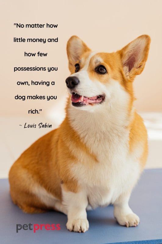 50+ Dog Breeder Quotes to Inspire and Melt Your Heart - PetPress