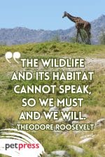 50+ Best Helping Animals Quotes that Inspire Kindness and Compassion