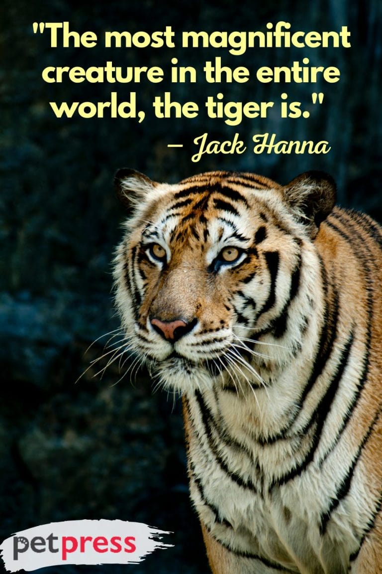 50+ Best Tiger Quotes on Being Fierce and Strong - PetPress