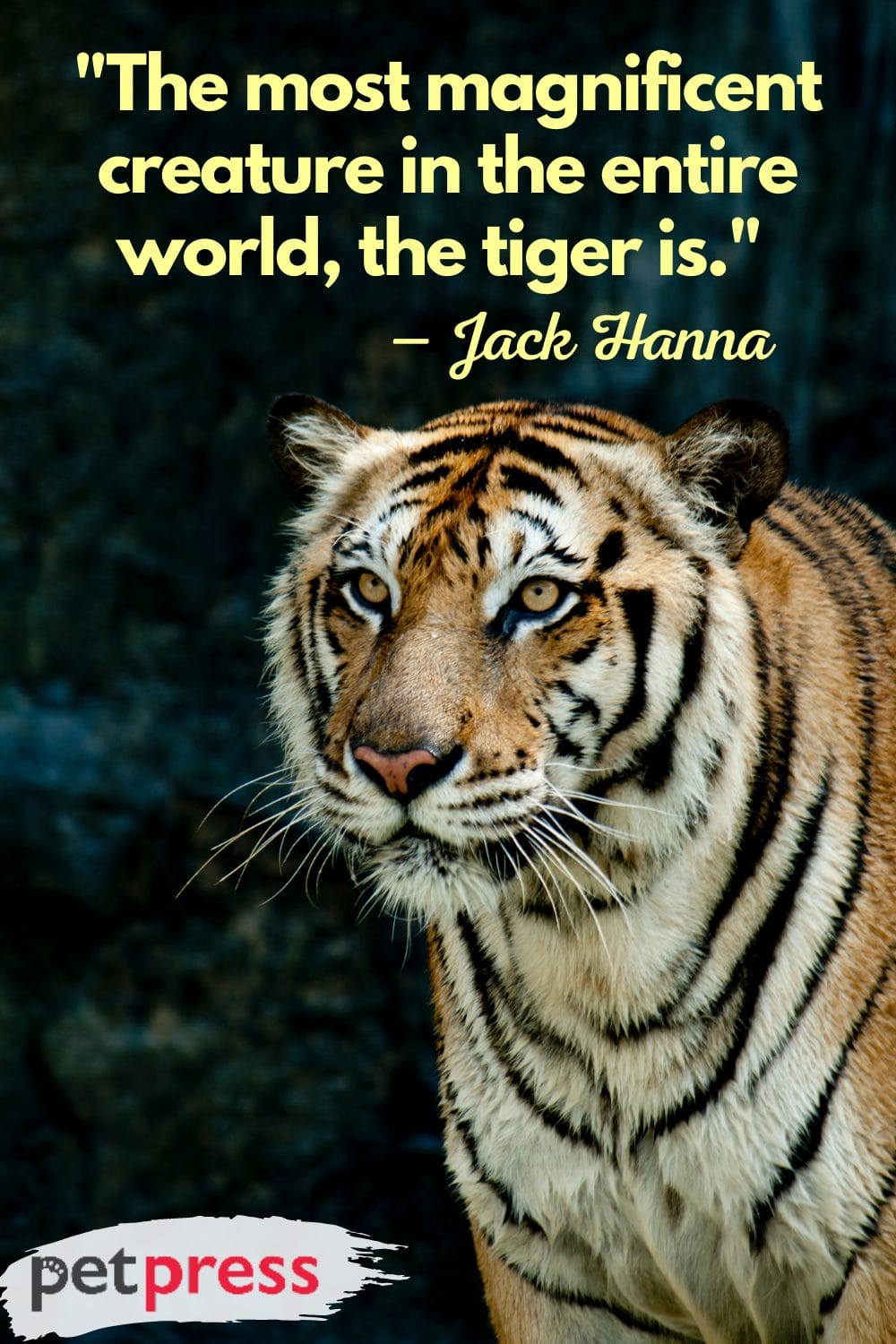 50+ Best Tiger Quotes on Being Fierce and Strong - PetPress