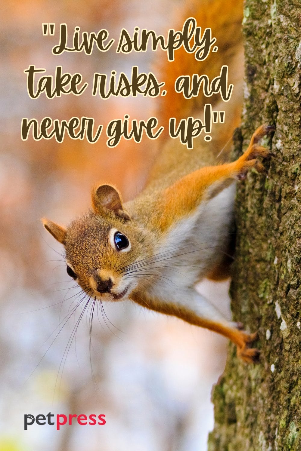 50 Best Squirrel Quotes to Brighten Your Day - PetPress