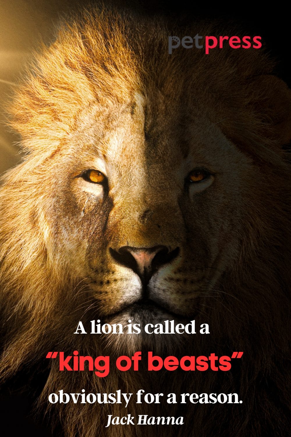50 Quotes From Lion That Will Inspire You - PetPress