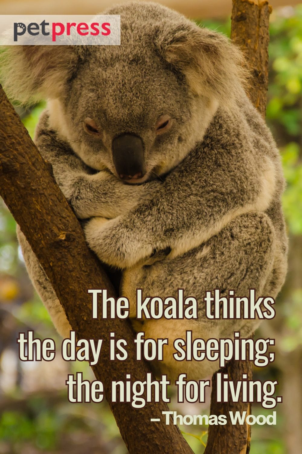 50 Adorable Koala Quotes When You Are Feeling Down - PetPress