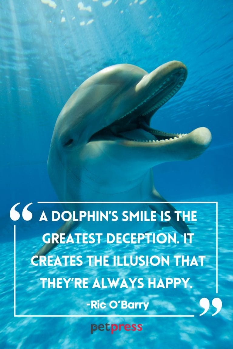 50+ Dolphin Quotes That Bring Happiness and Wisdom - PetPress